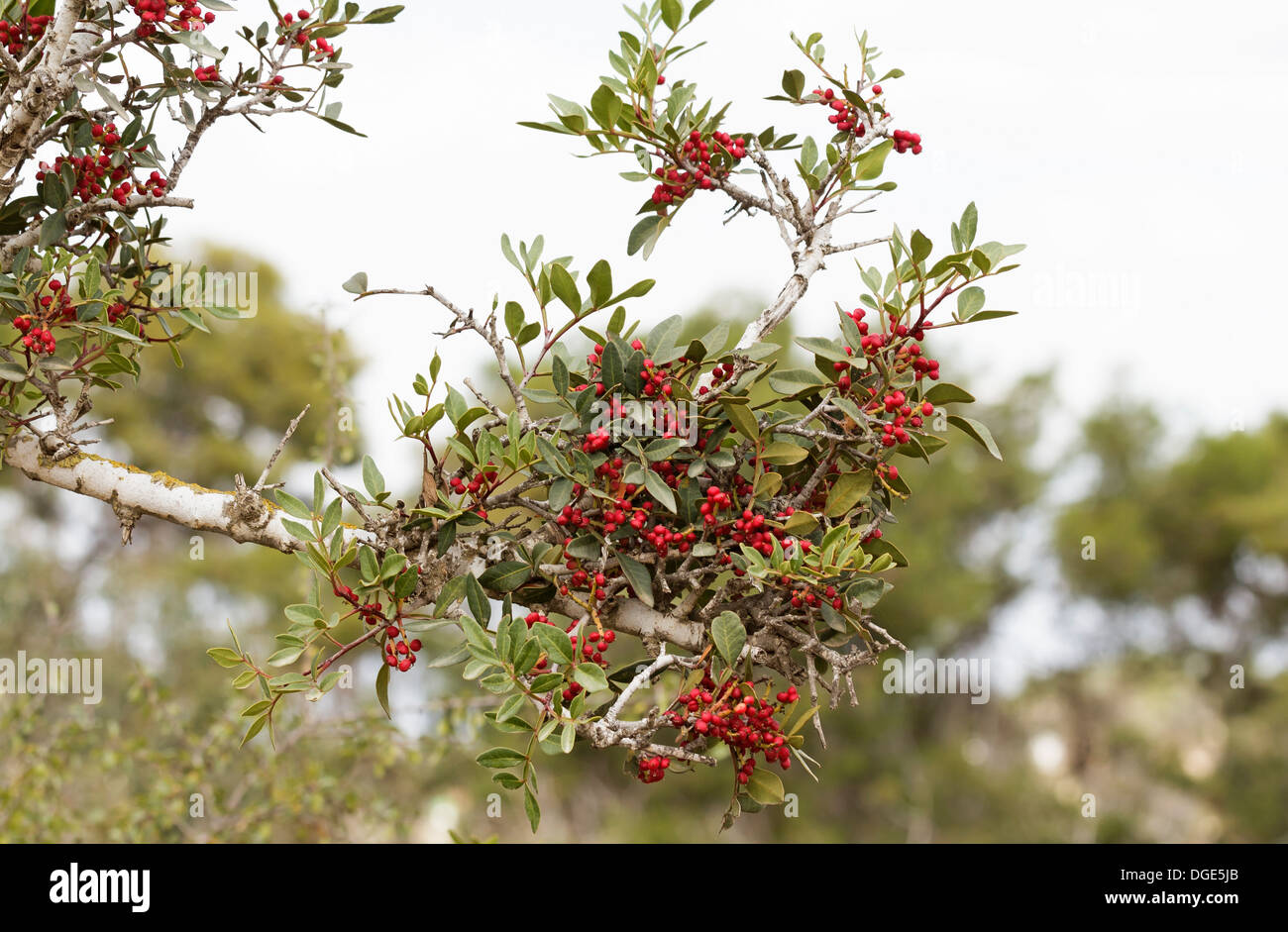 Berberitzen strauch Banque de photographies et d’images à haute ...