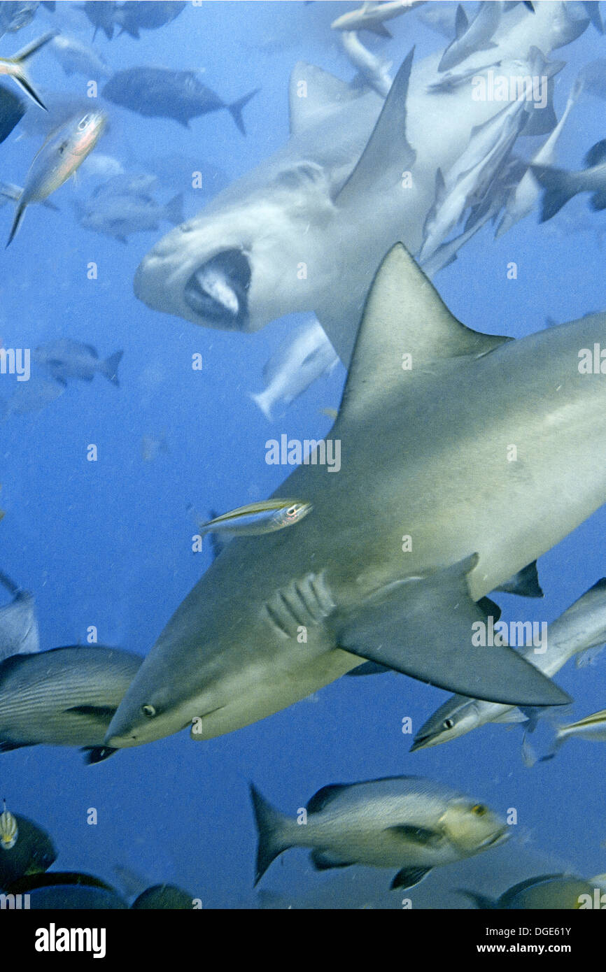Manger des requins Banque de photographies et d’images à haute ...