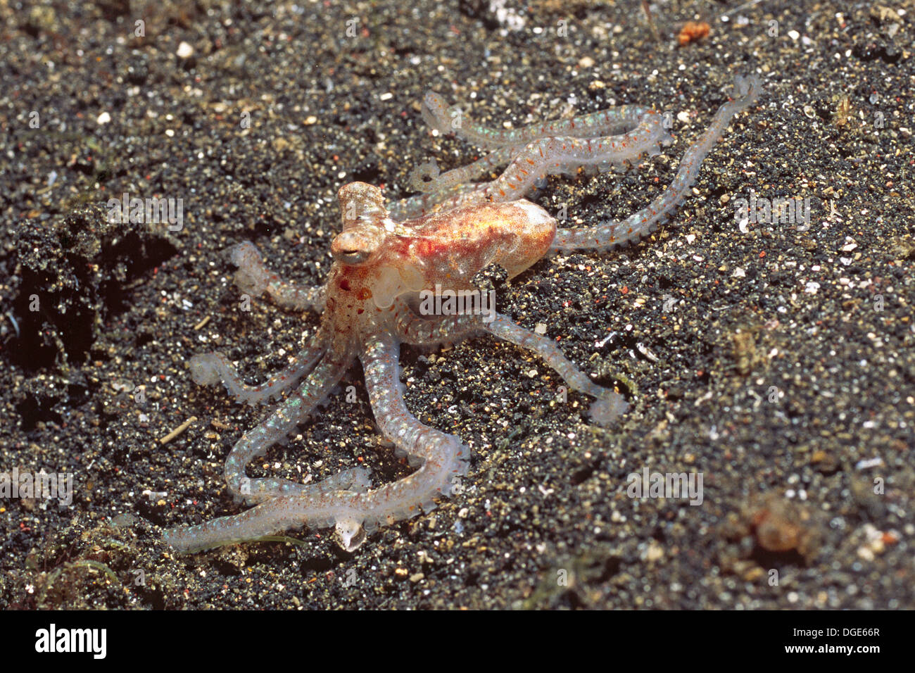Abdopus sp Banque de photographies et d’images à haute résolution - Alamy