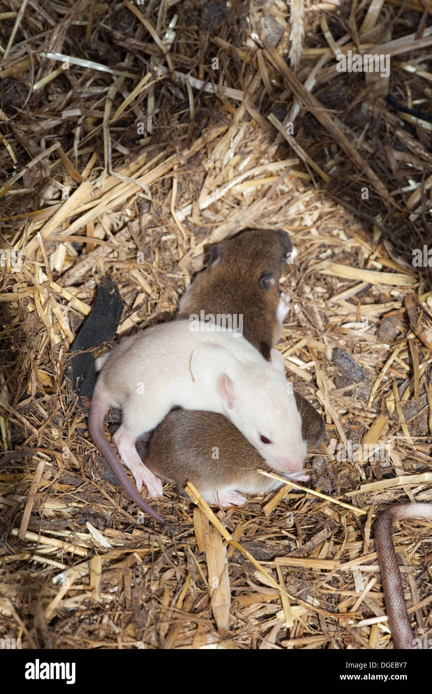 Le rat brun ou norvégien. (Le tarif norvegicus). Les jeunes ou petits ...