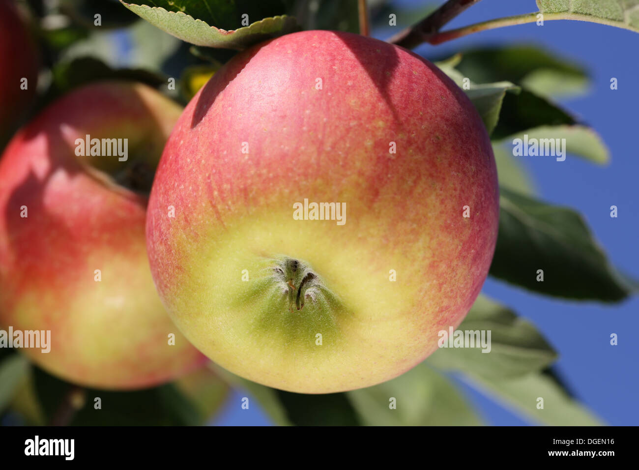 Pommier en automne avec des fruits mûrs Banque de photographies et d ...