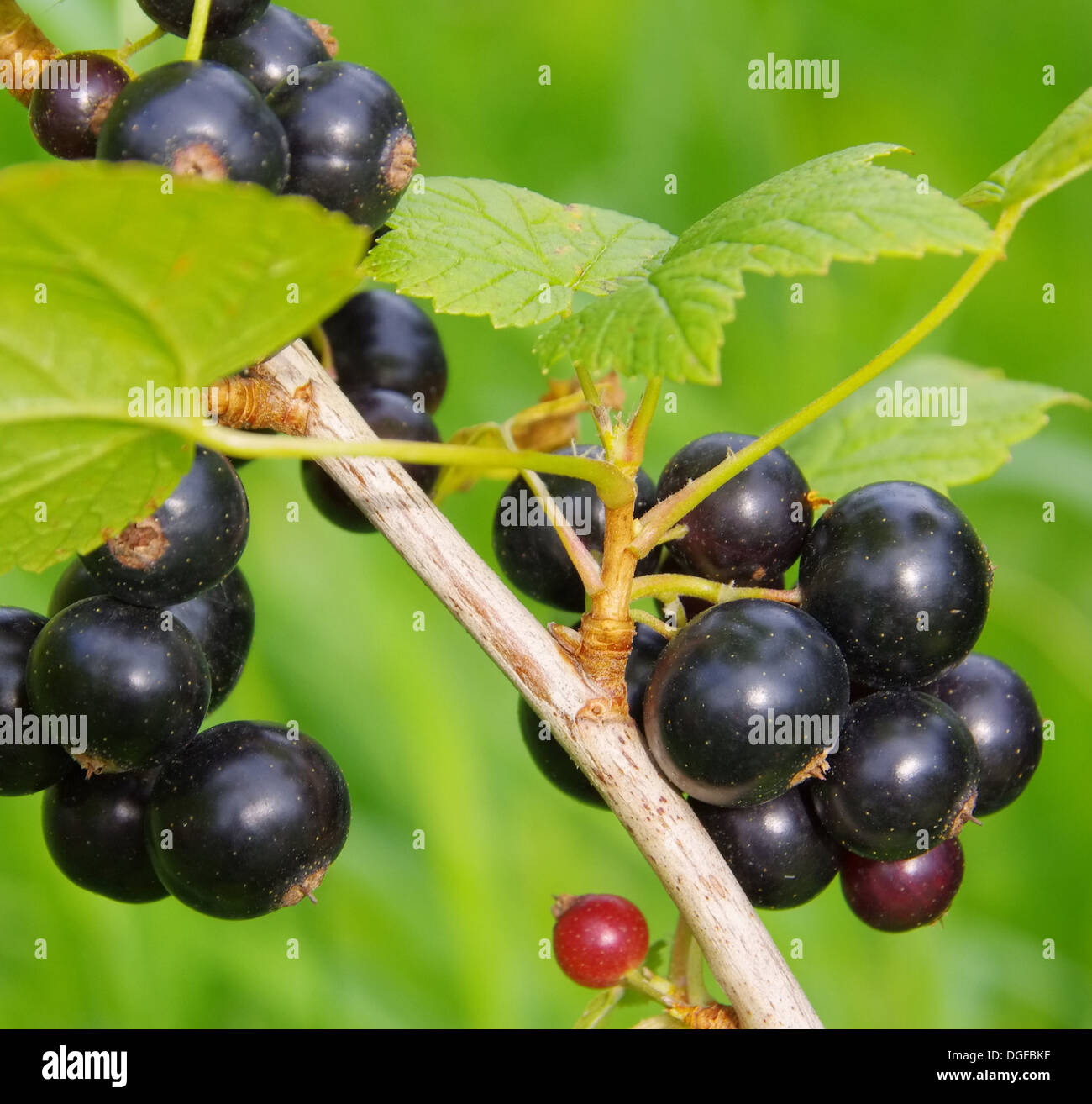 Cassis noir Banque de photographies et d’images à haute résolution - Alamy