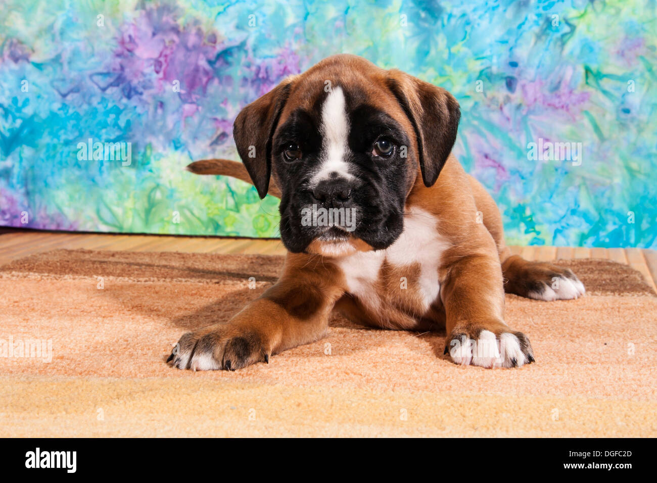 Boxer puppy Banque de photographies et d’images à haute résolution - Alamy