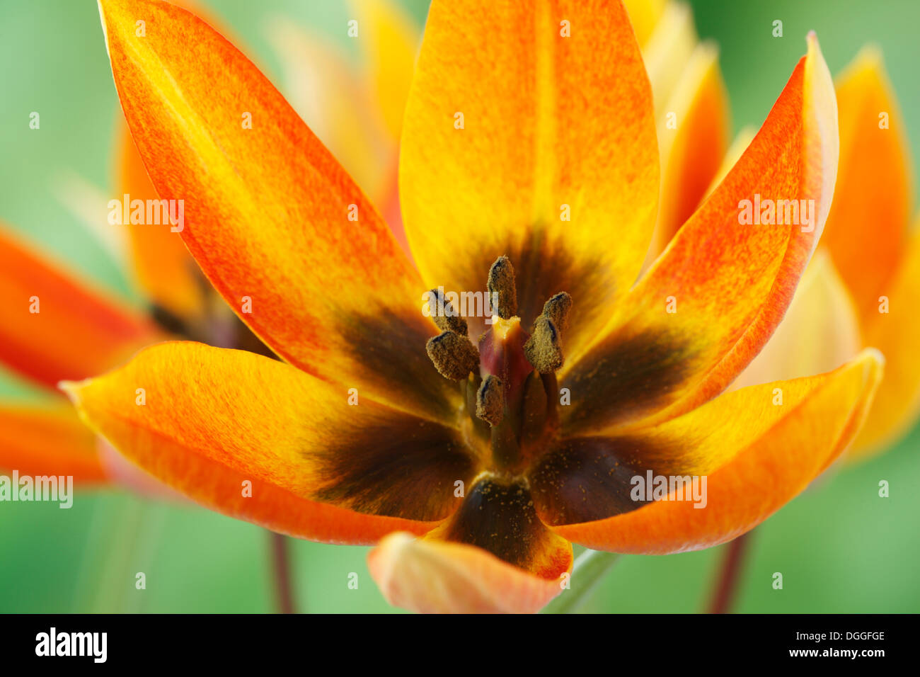 Tulipe orphanidea Banque de photographies et d’images à haute ...