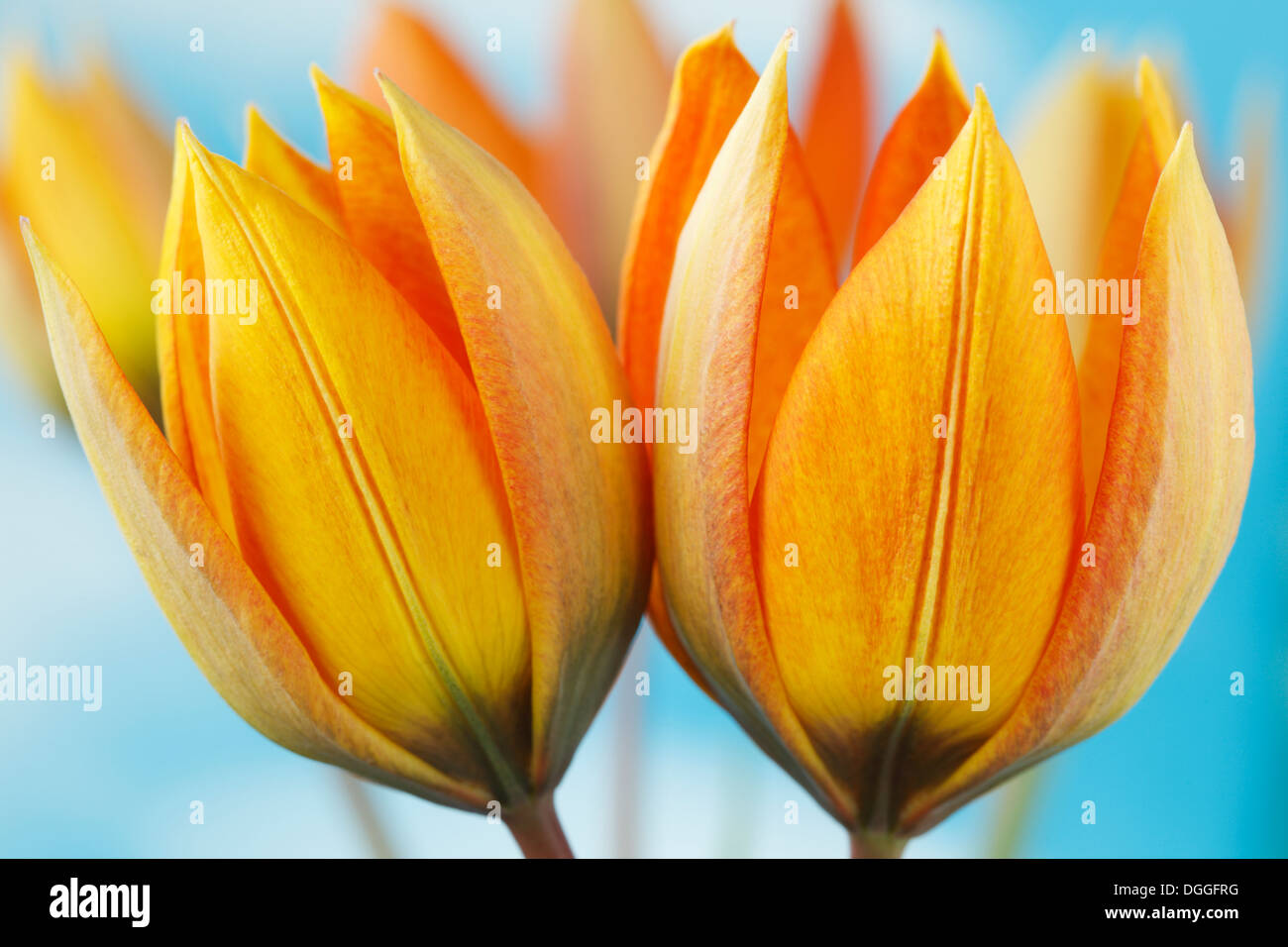 Tulipe orphanidea Banque de photographies et d’images à haute ...