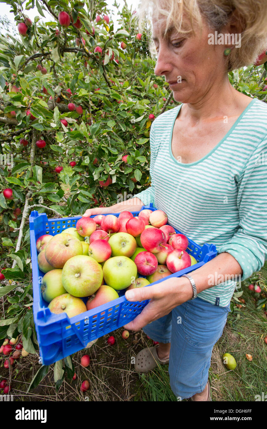 Plateau de verger de pommes uk Banque de photographies et d’images à ...