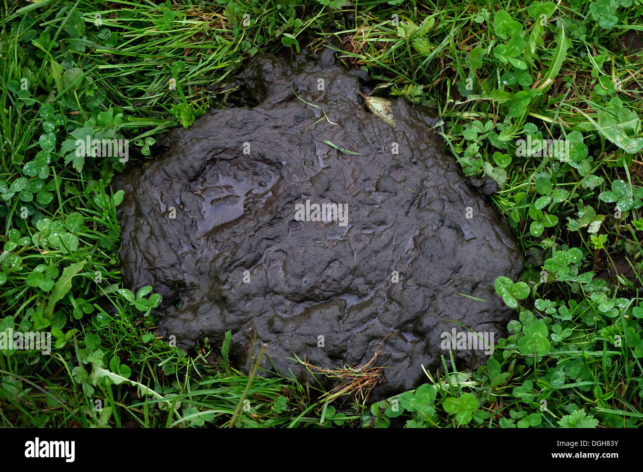 Cow dung Banque de photographies et d’images à haute résolution - Alamy