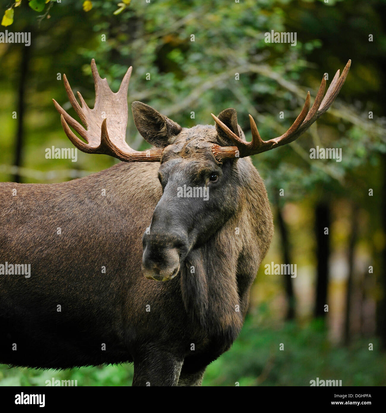 Bull moose Banque de photographies et d’images à haute résolution - Alamy