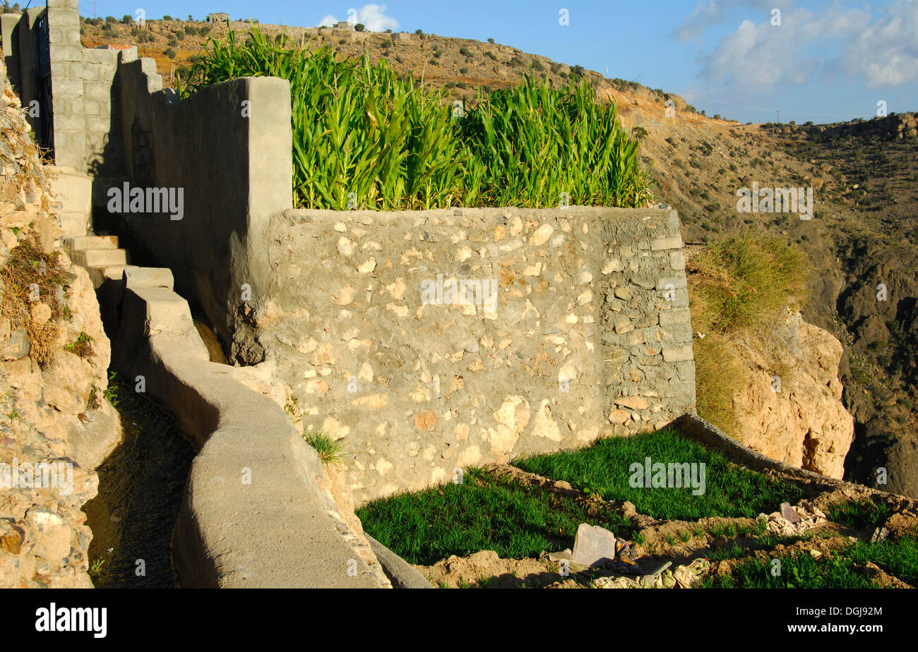 De minuscules champs pour le maïs en terrasses en briques sur le bord d ...