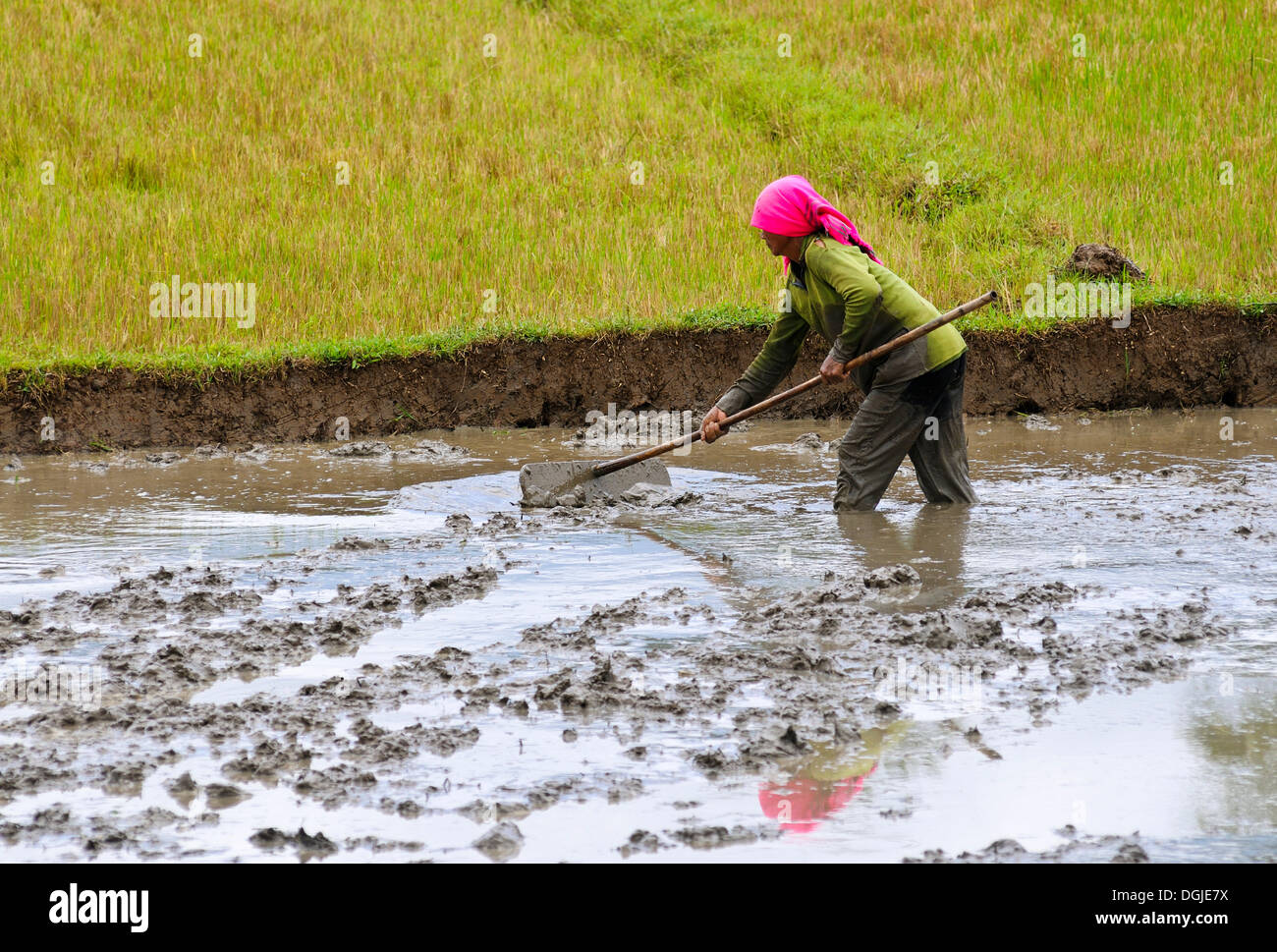 Femme dans une rizière Banque de photographies et d’images à haute ...