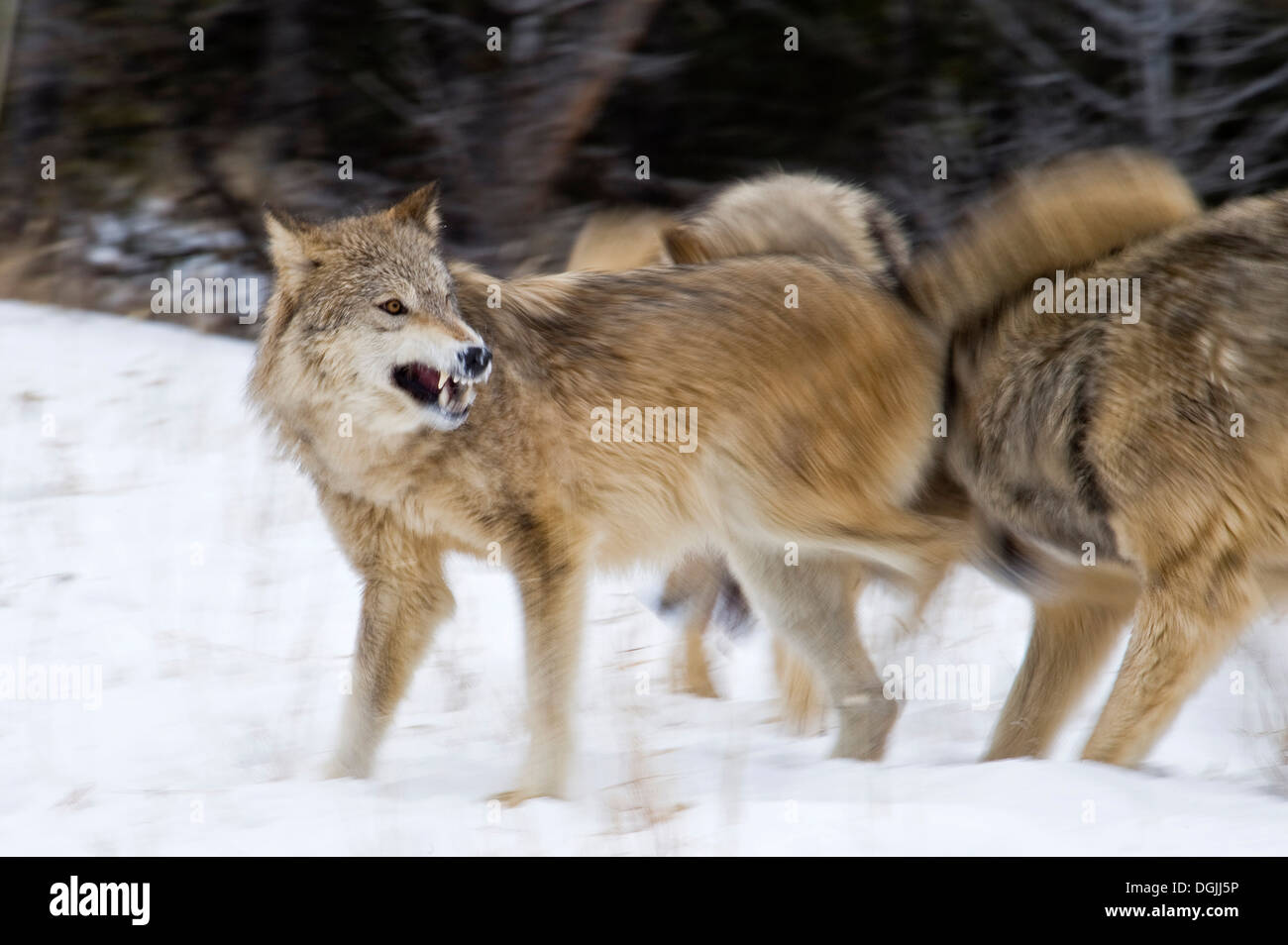 Loup animal Banque de photographies et d’images à haute résolution - Alamy