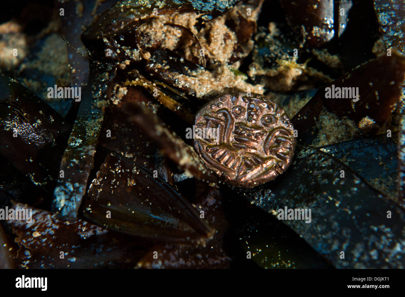 Didda rani Banque de photographies et d’images à haute résolution - Alamy