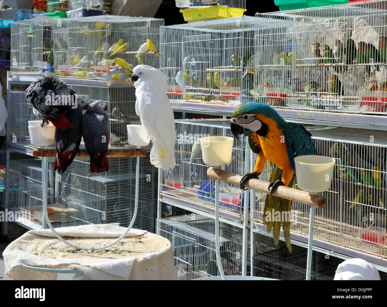 Le marché des animaux à Souk al souq Waqif, le plus vieux bazar ou dans ...