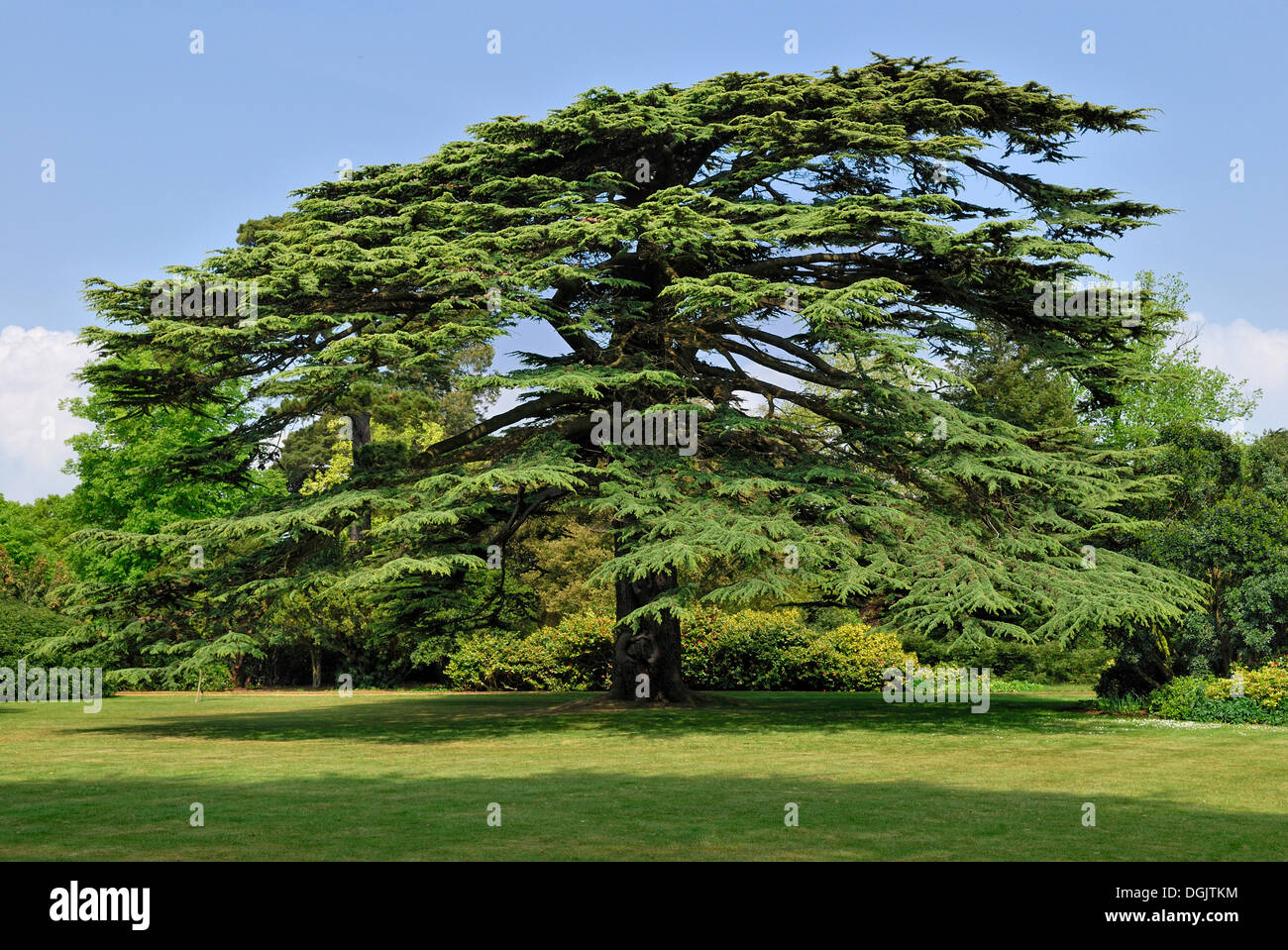 Vieux cèdre du Liban (Cedrus libani) dans le parc de la Maison Osborne, East Bowes, île de Wight ...