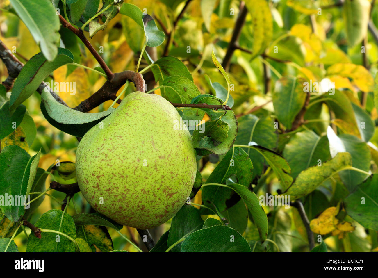 Poire doyenne du comice pyrus Banque de photographies et d’images à ...
