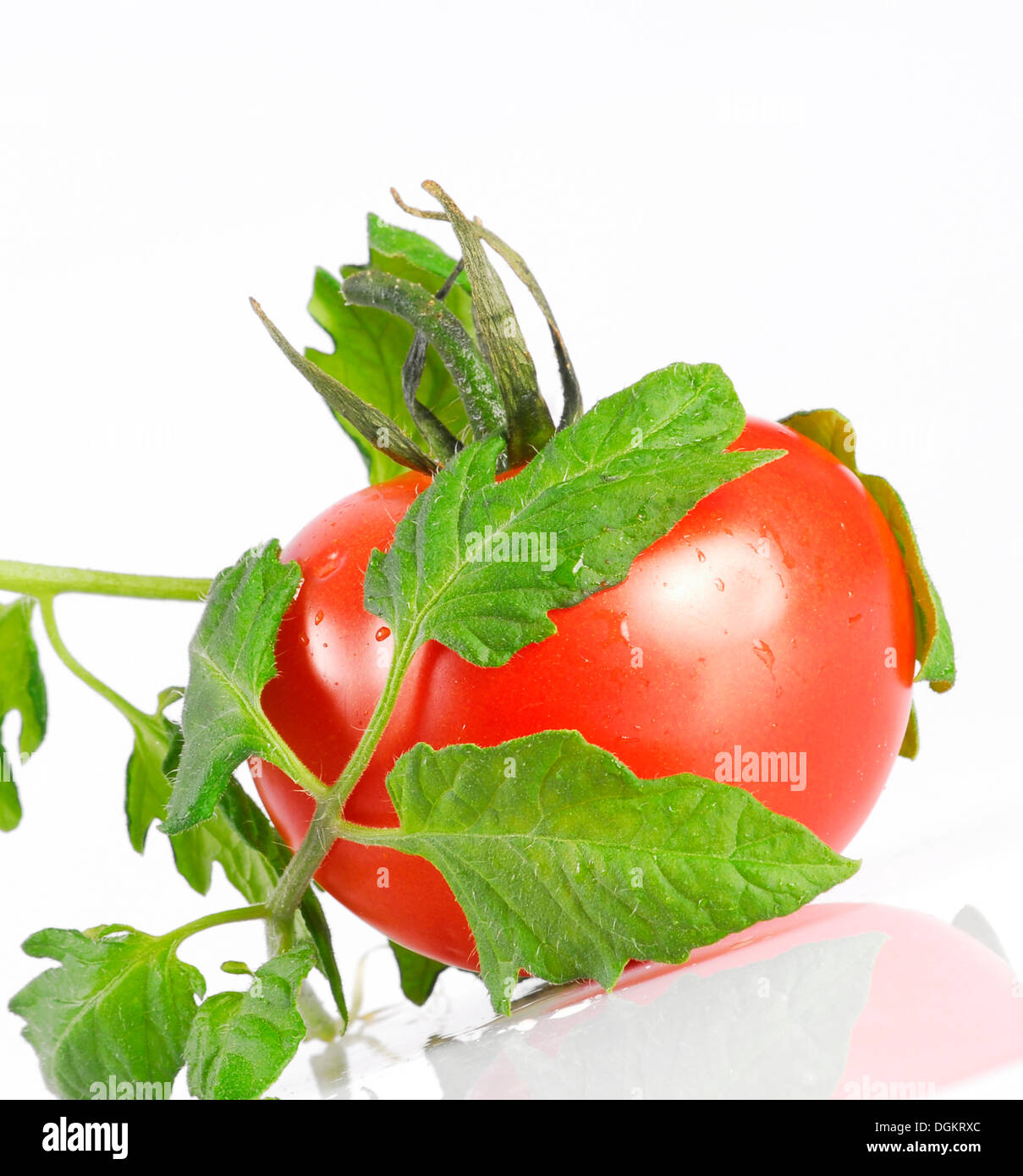 Feuilles de tomate Banque de photographies et d’images à haute ...