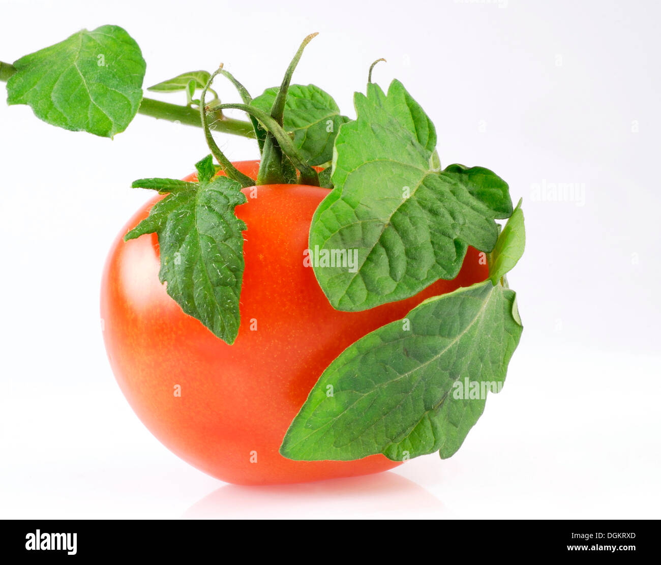 Feuilles de tomate Banque de photographies et d’images à haute ...