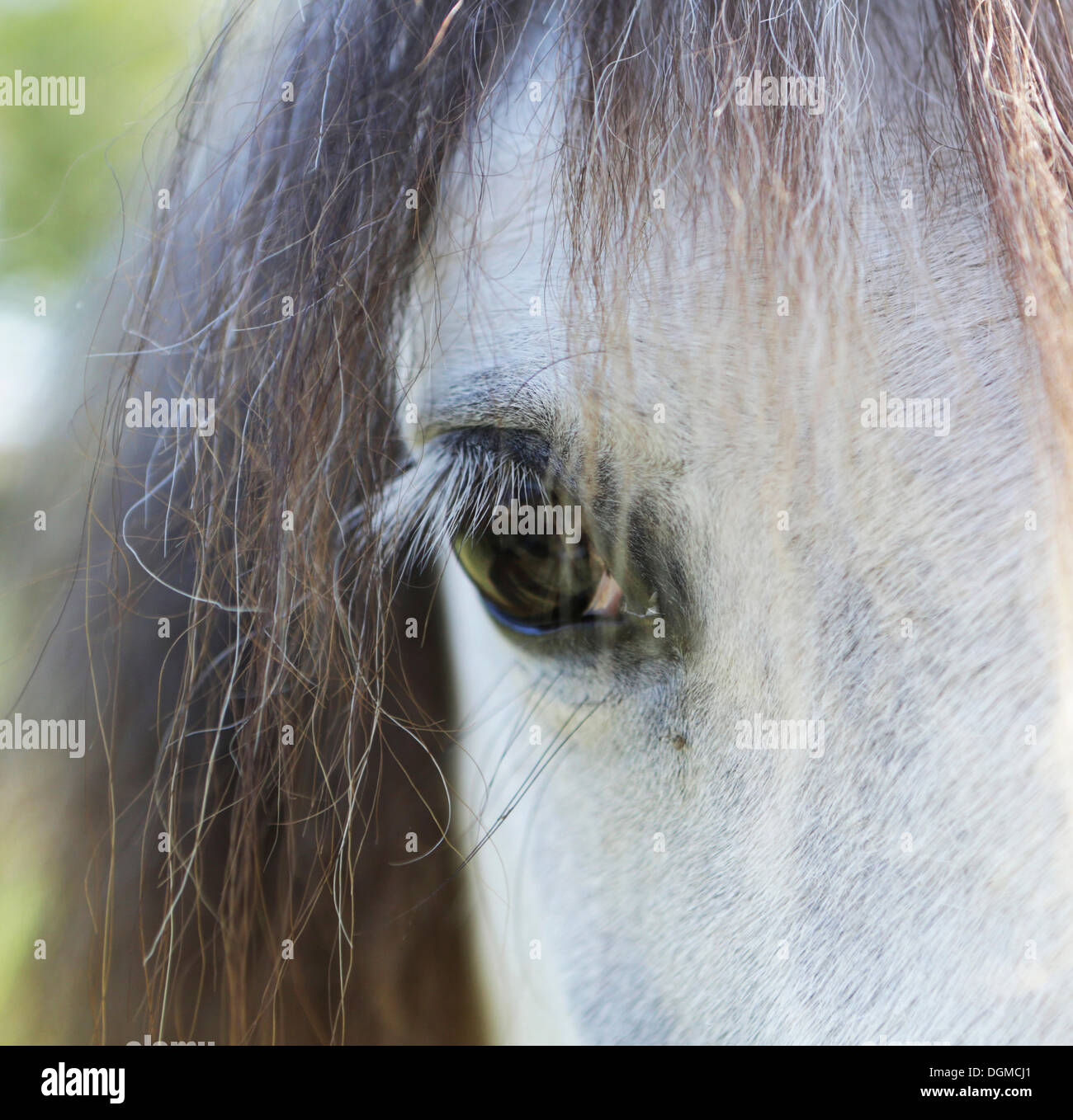 Un gros plan un cheval Banque de photographies et d’images à haute ...