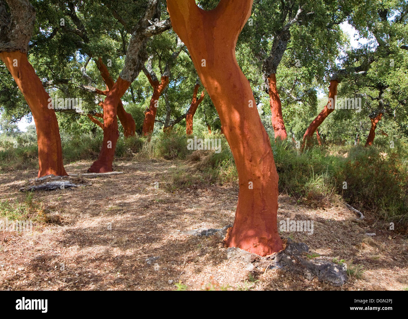Les troncs d'arbre rouge écorce fraîchement récolté Quercus suber, le ...