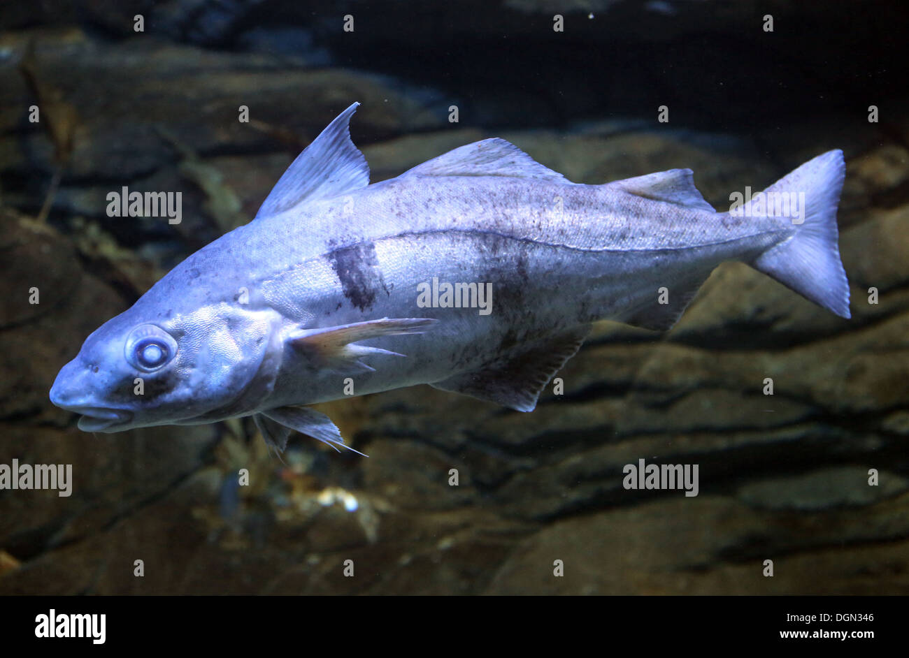 Aiglefin melanogrammus aeglefinus poisson Banque de photographies et d ...