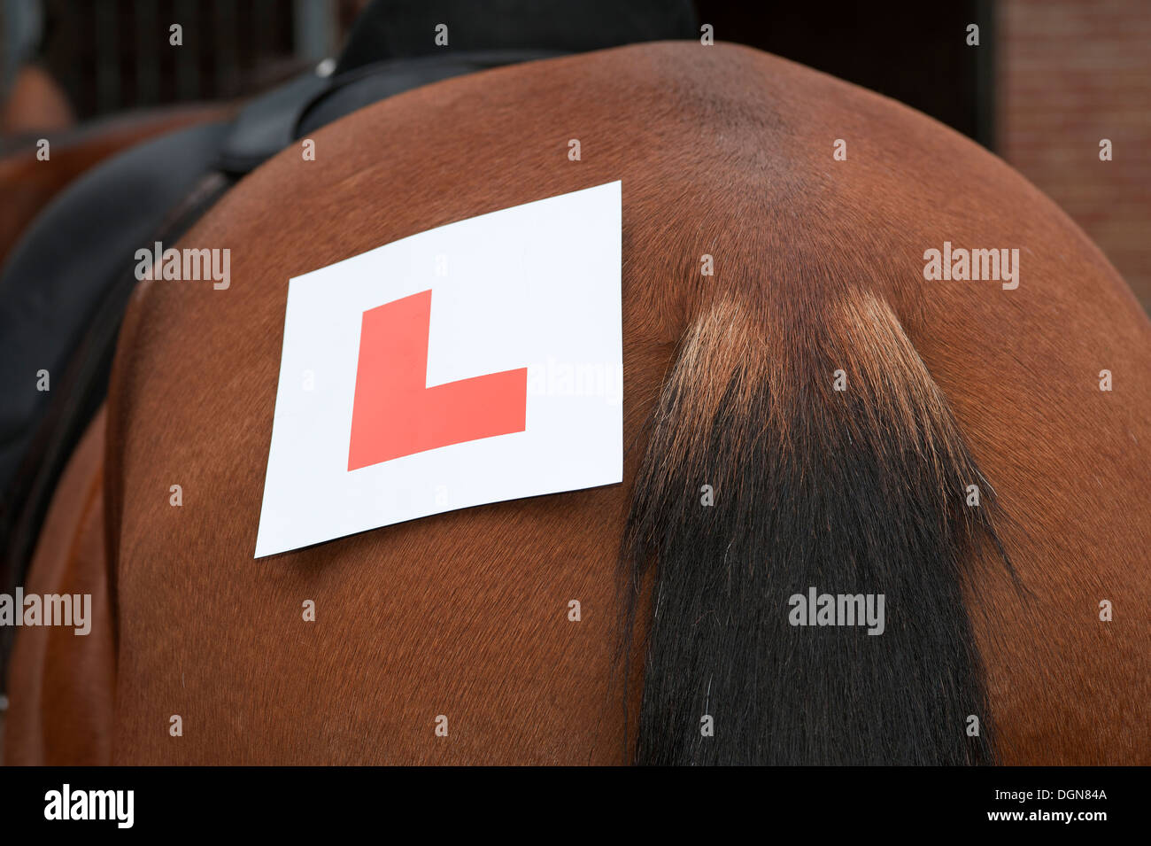 Croupe de chevaux Banque de photographies et d’images à haute ...