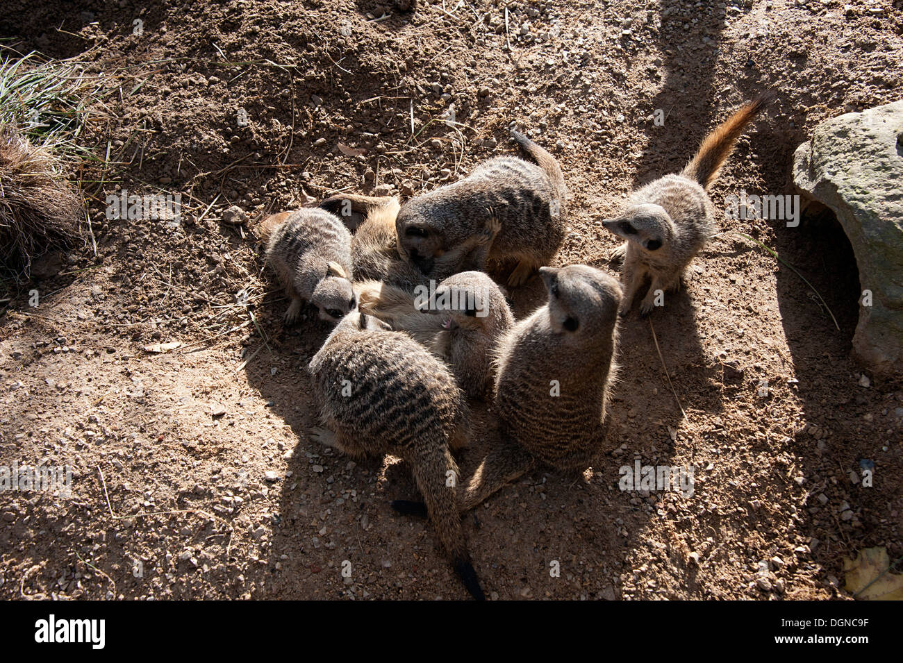 Groupe debout de suricates Banque de photographies et d’images à haute ...