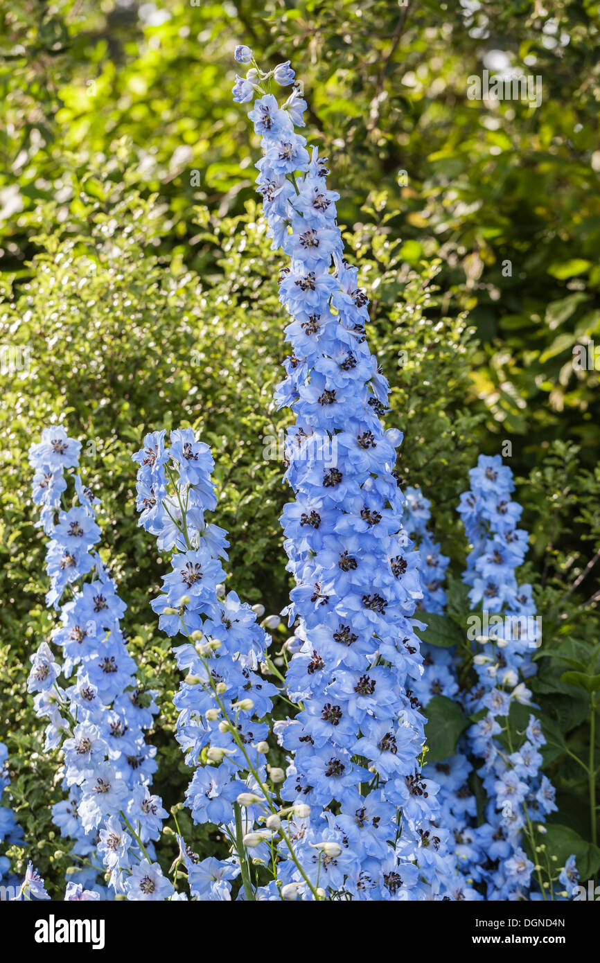 Raymond lister Banque de photographies et d’images à haute résolution ...