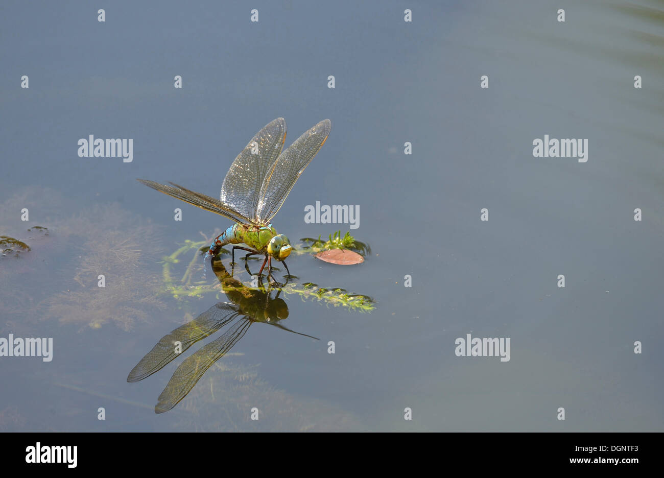 Oeufs de libellule Banque de photographies et d’images à haute résolution - Page 2 - Alamy