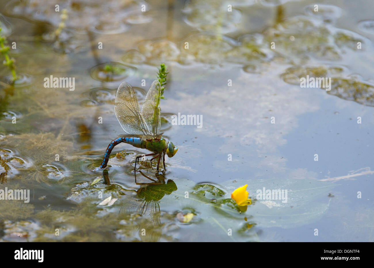 Empereur libellule ou empereur bleu Banque de photographies et d’images à haute résolution - Alamy