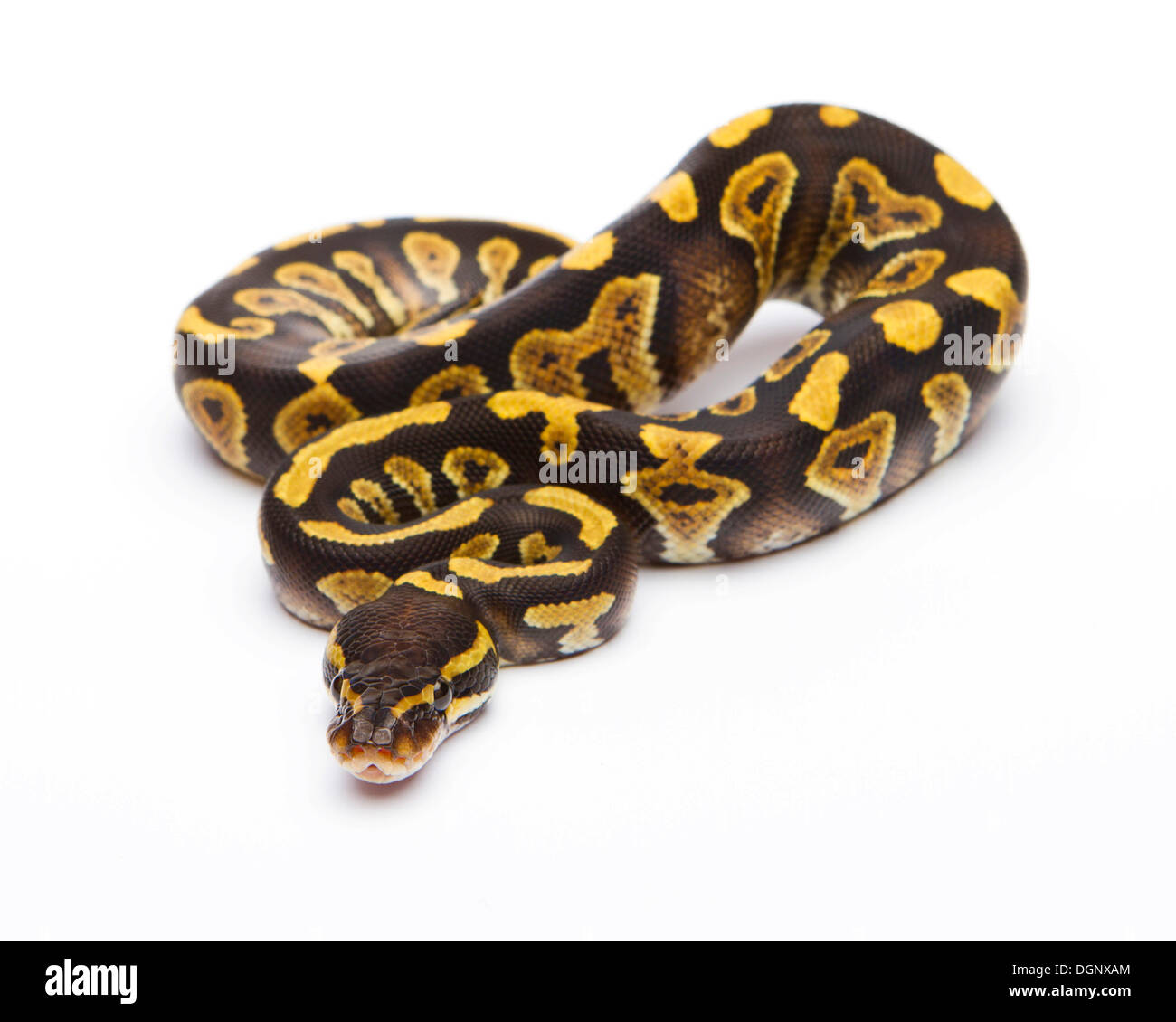 Royal regius phantom yellow belly Banque de photographies et d’images à ...