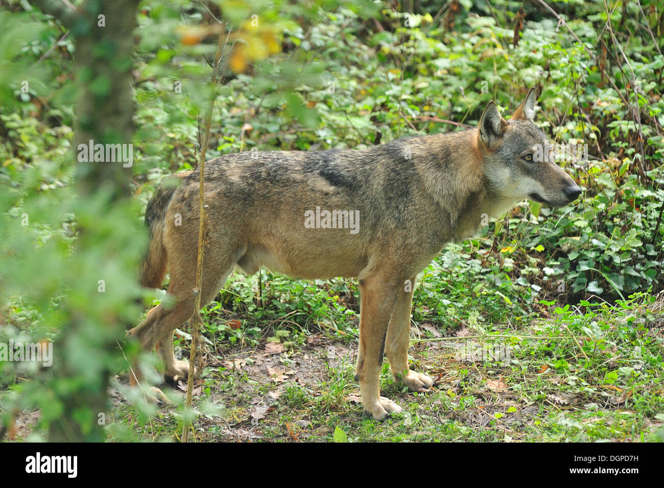 Loup italien canis lupus italicus Banque de photographies et d’images à ...