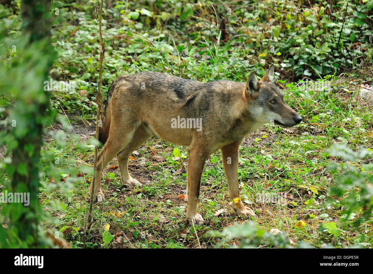 Loup italien canis lupus italicus Banque de photographies et d’images à ...