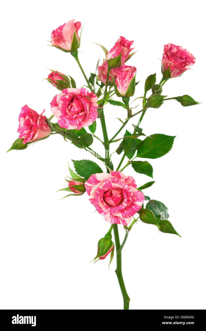 Roses de brousse Banque d'images détourées - Alamy