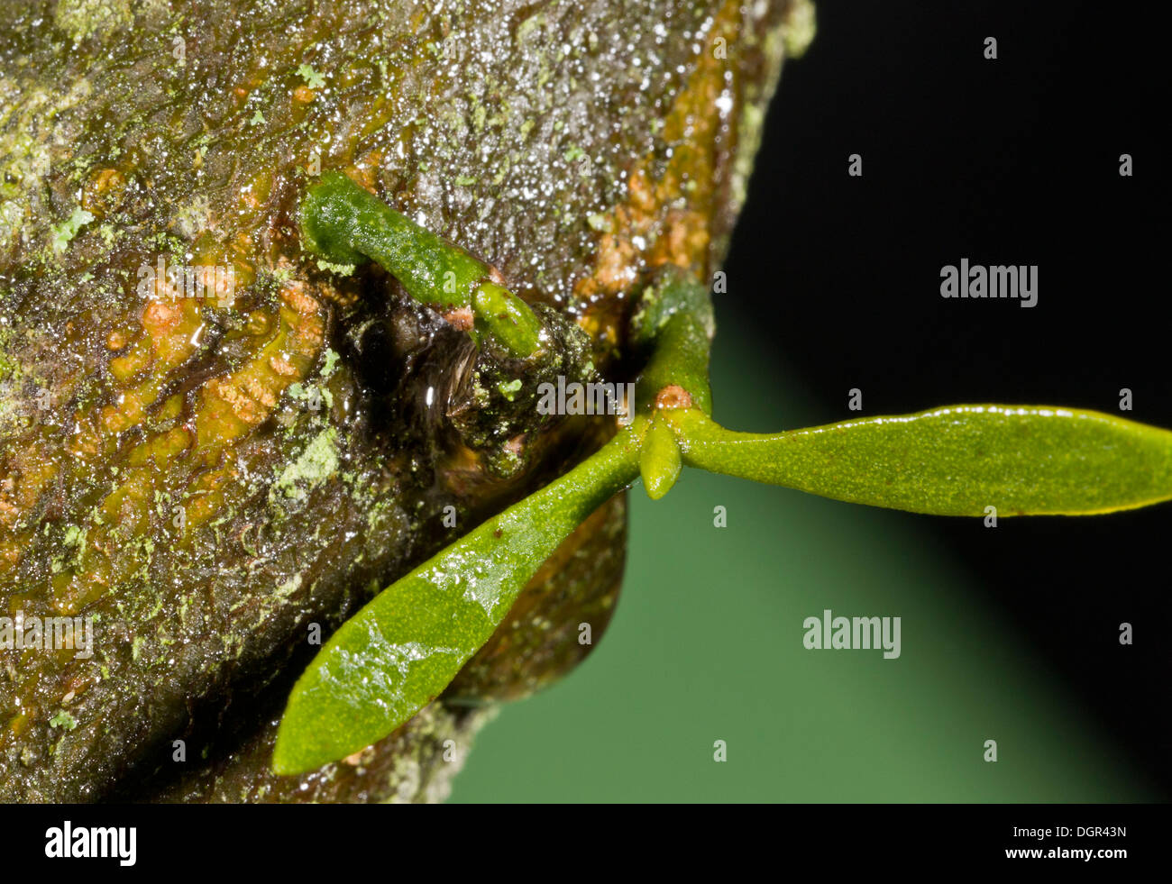 Feuilles de gui Banque de photographies et d’images à haute résolution ...