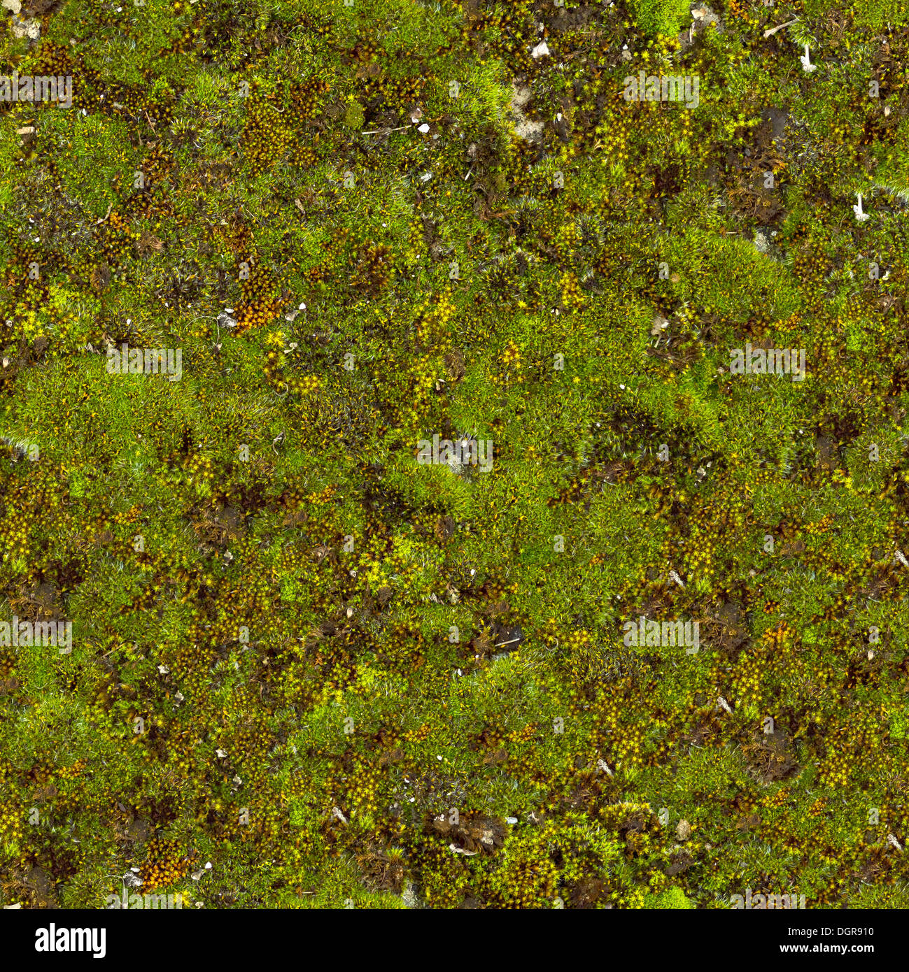 Seamless texture mousse Photo Stock - Alamy