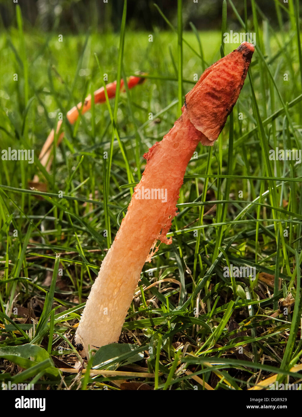 Chien stinkhorn mutinus caninus Banque de photographies et d’images à ...