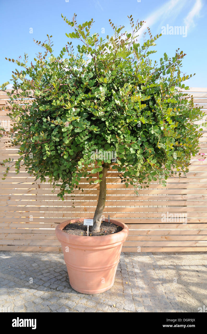 Le caroubier Banque de photographies et d’images à haute résolution - Alamy