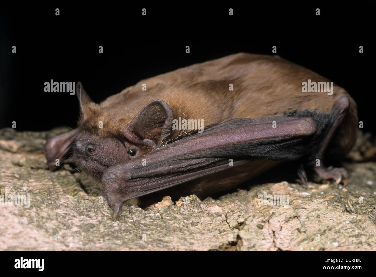 Common noctule nyctalus noctula Banque de photographies et d’images à ...