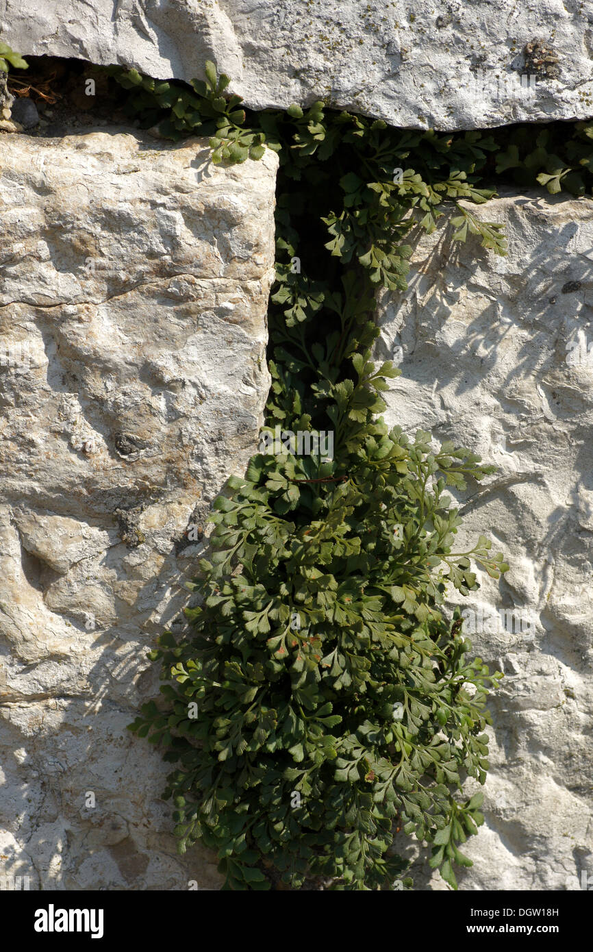 Mur rue Banque de photographies et d’images à haute résolution - Alamy