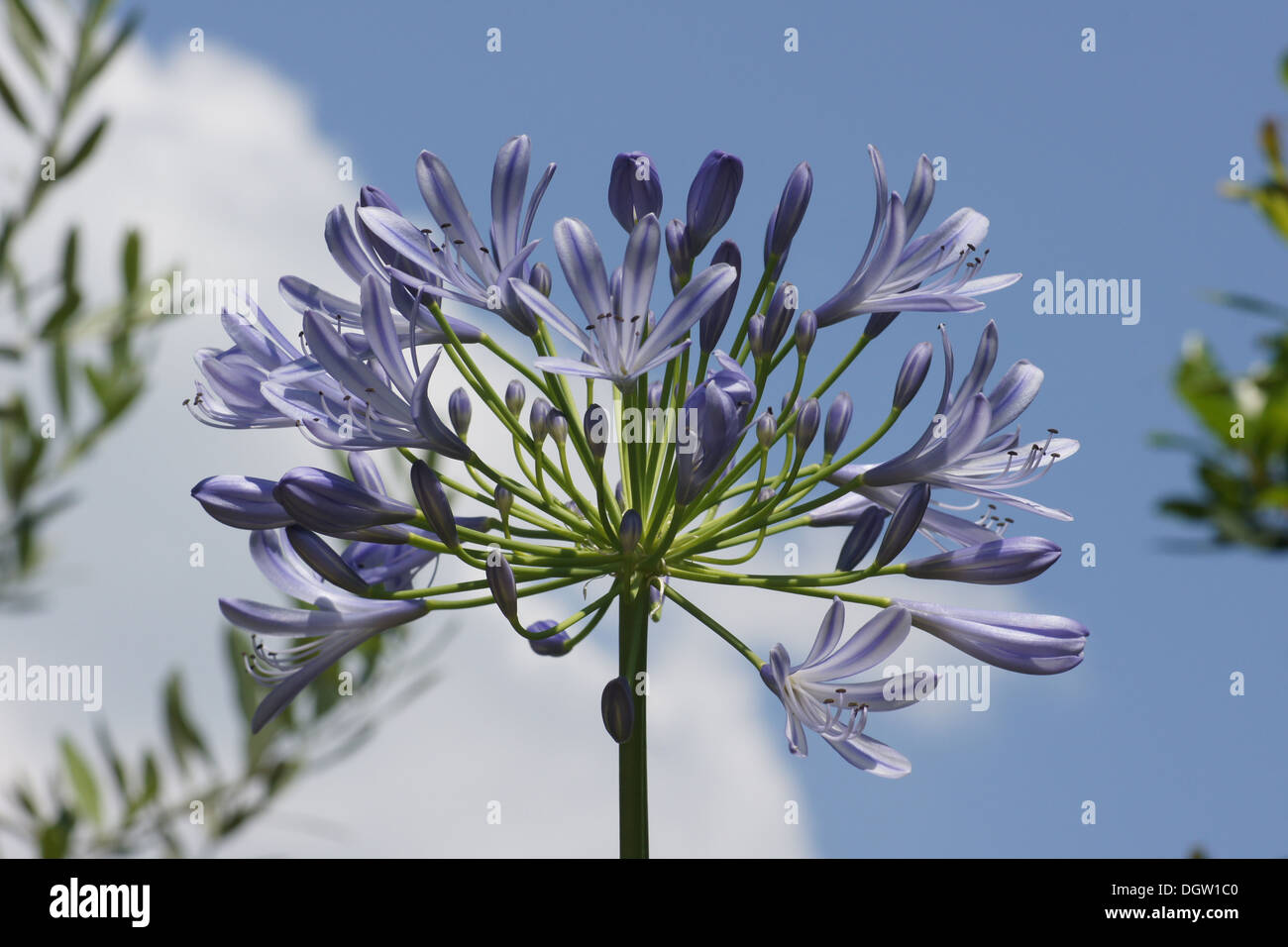 African lily Banque de photographies et d’images à haute résolution - Alamy