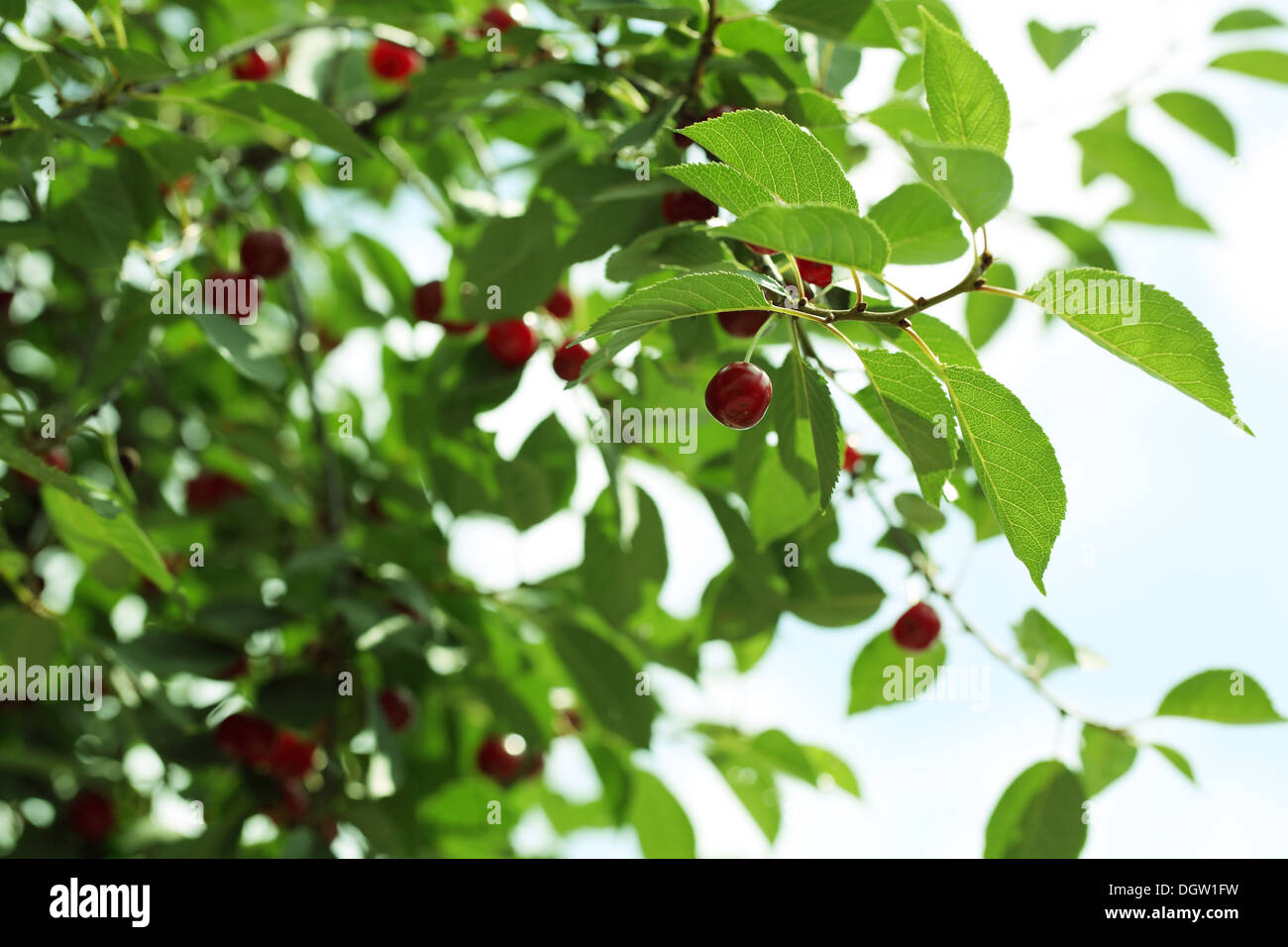 Deux cerises sur un arbre Banque de photographies et d’images à haute ...