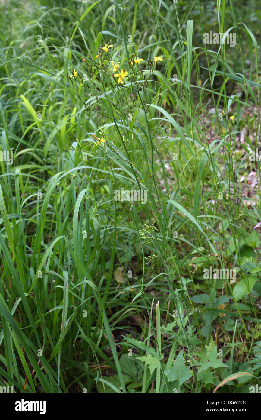 Lactuca muralis Banque de photographies et d’images à haute résolution ...