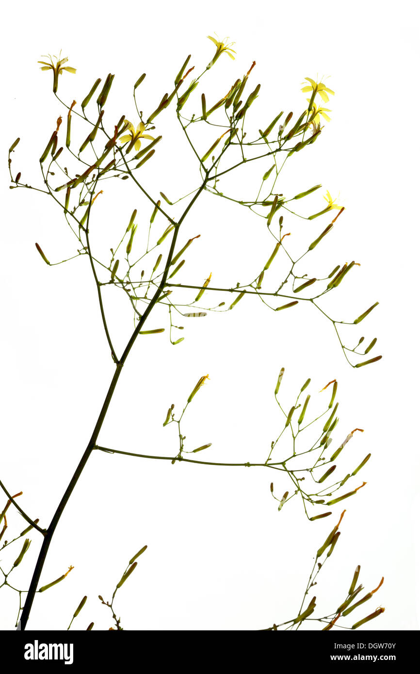 Lactuca muralis Banque de photographies et d’images à haute résolution ...