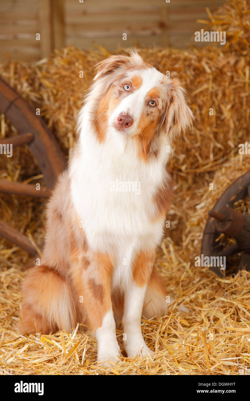 Chien de berger australien merle Banque de photographies et d’images à ...