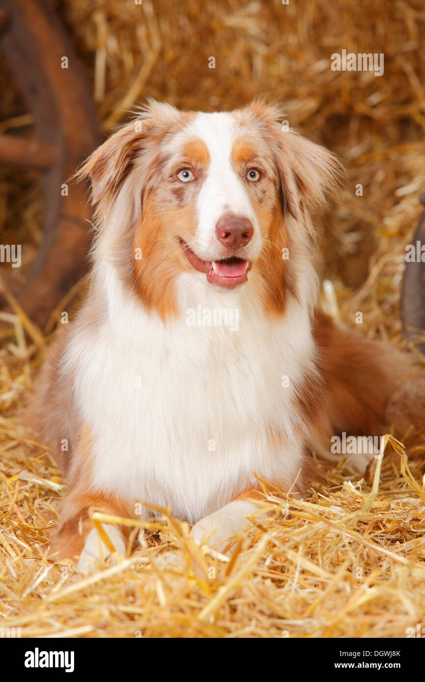 Chien berger australien rouge merle Banque de photographies et d’images ...