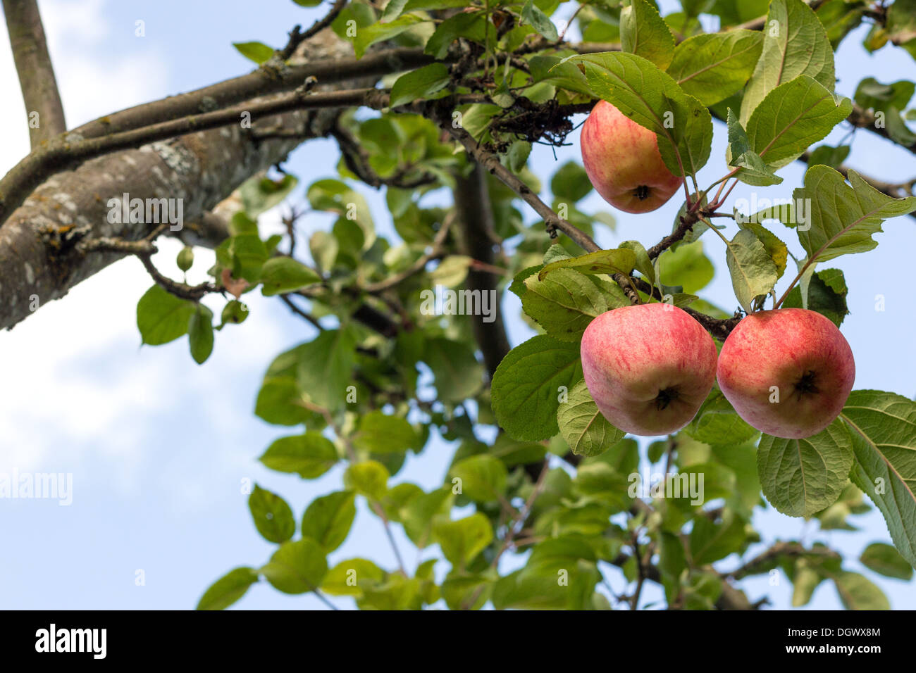 Pommes rouges dans un arbre Banque de photographies et d’images à haute ...