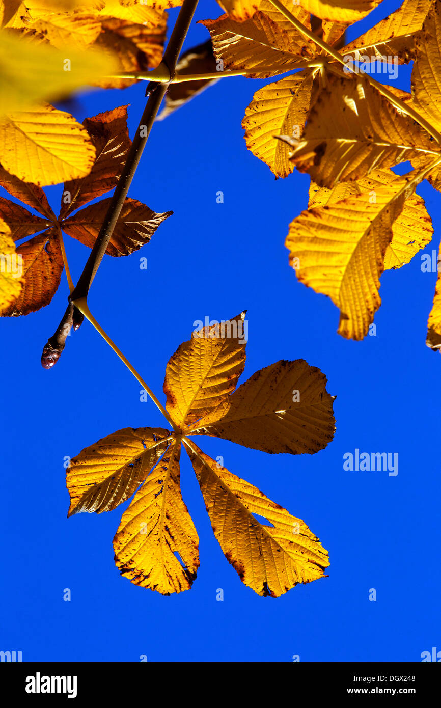 Feuille De Marronnier D'automne Banque d'image et photos - Alamy