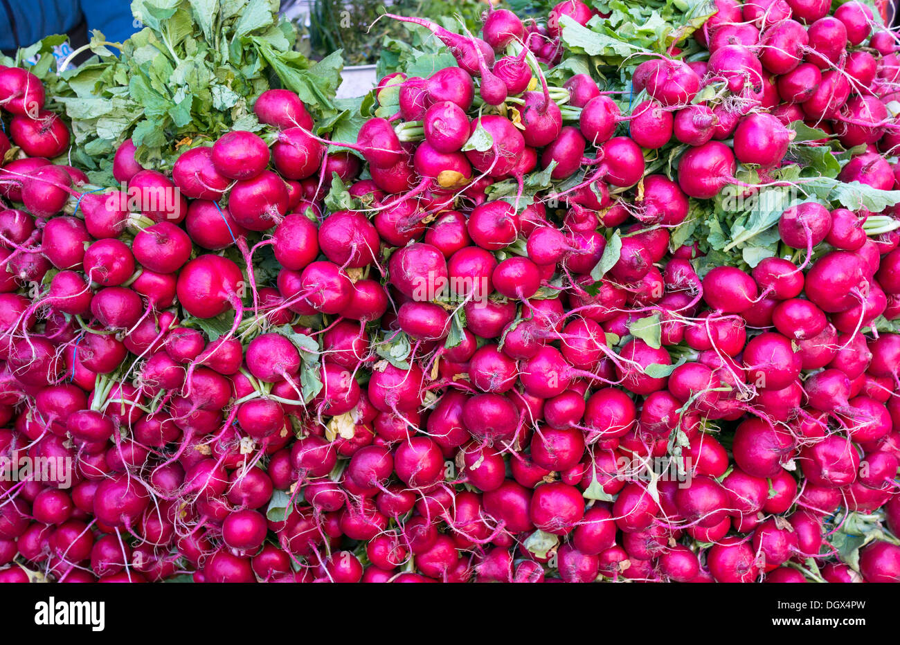 Comment Faire Pousser Des Radis Banque d'image et photos - Alamy