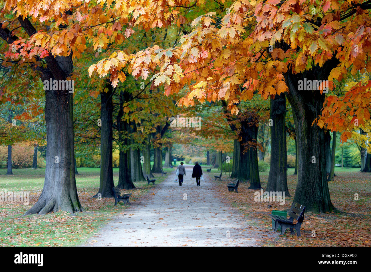 Vieux Chêne rouge coloré en automne allée de chênes Quercus rubra Photo ...
