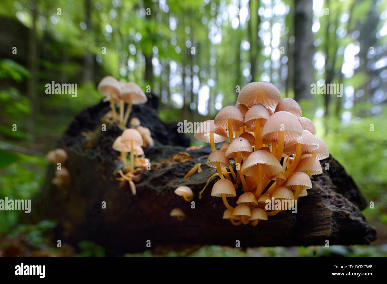 Fructification des corps sur un tronc d'arbre Banque de photographies ...